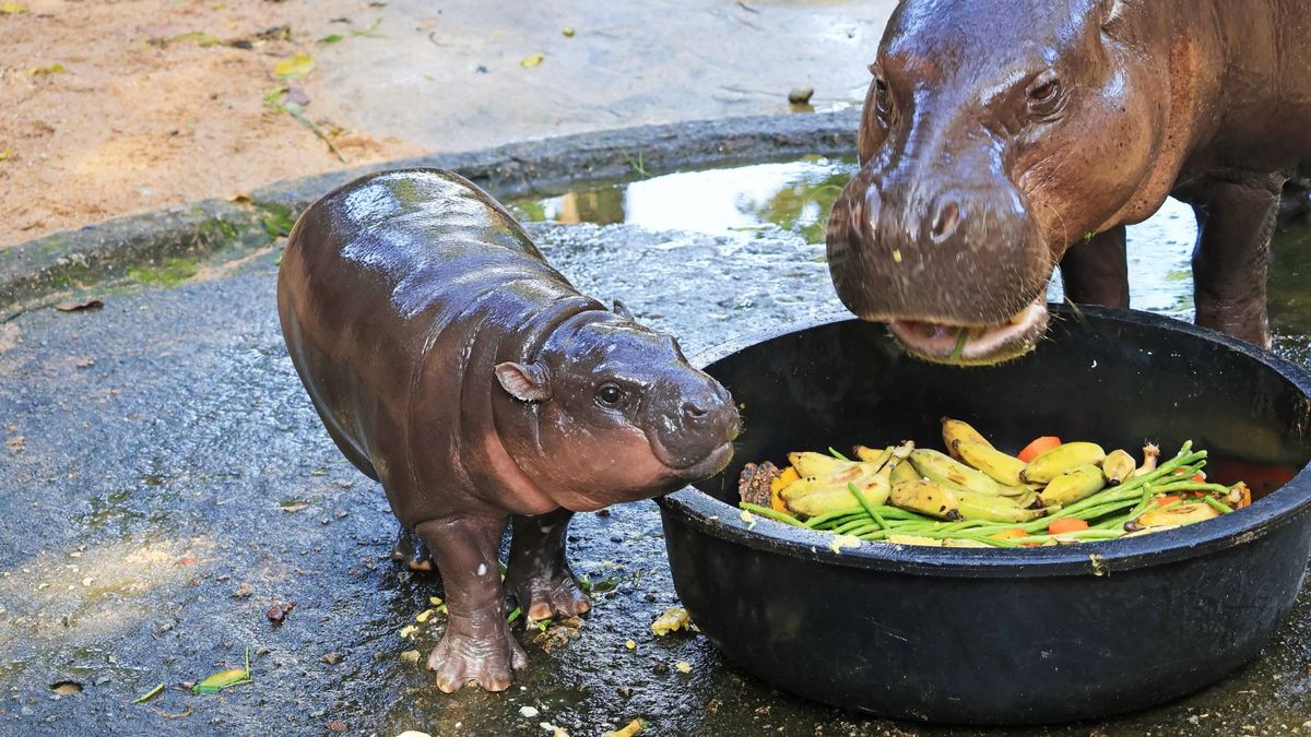 Moo Deng: Internet’s Favourite Sassy Baby Pygmy Hippo | Zee Zest